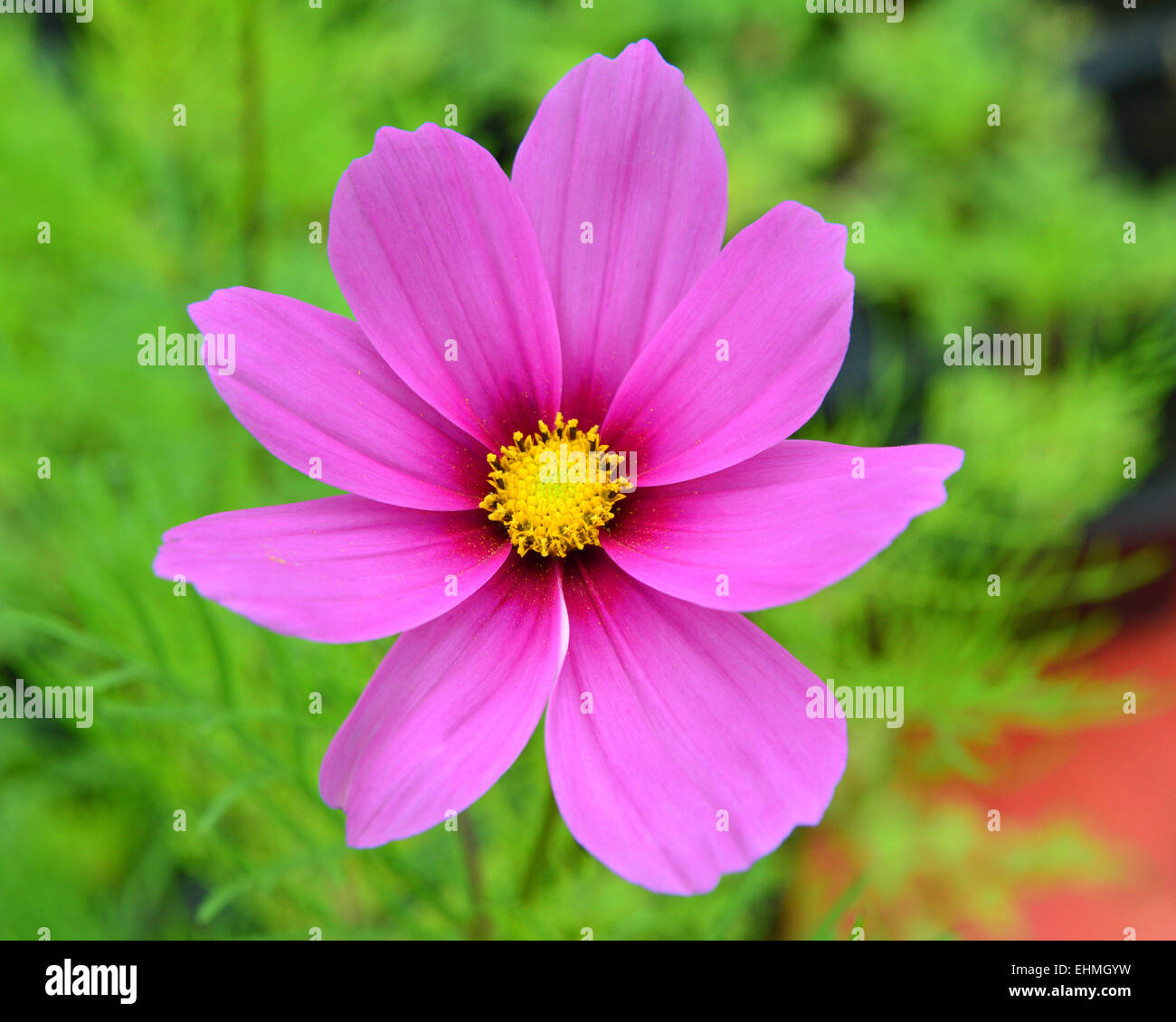 Anemone, hupehensis, anemone japonica, a beautiful summer flower bloom ...