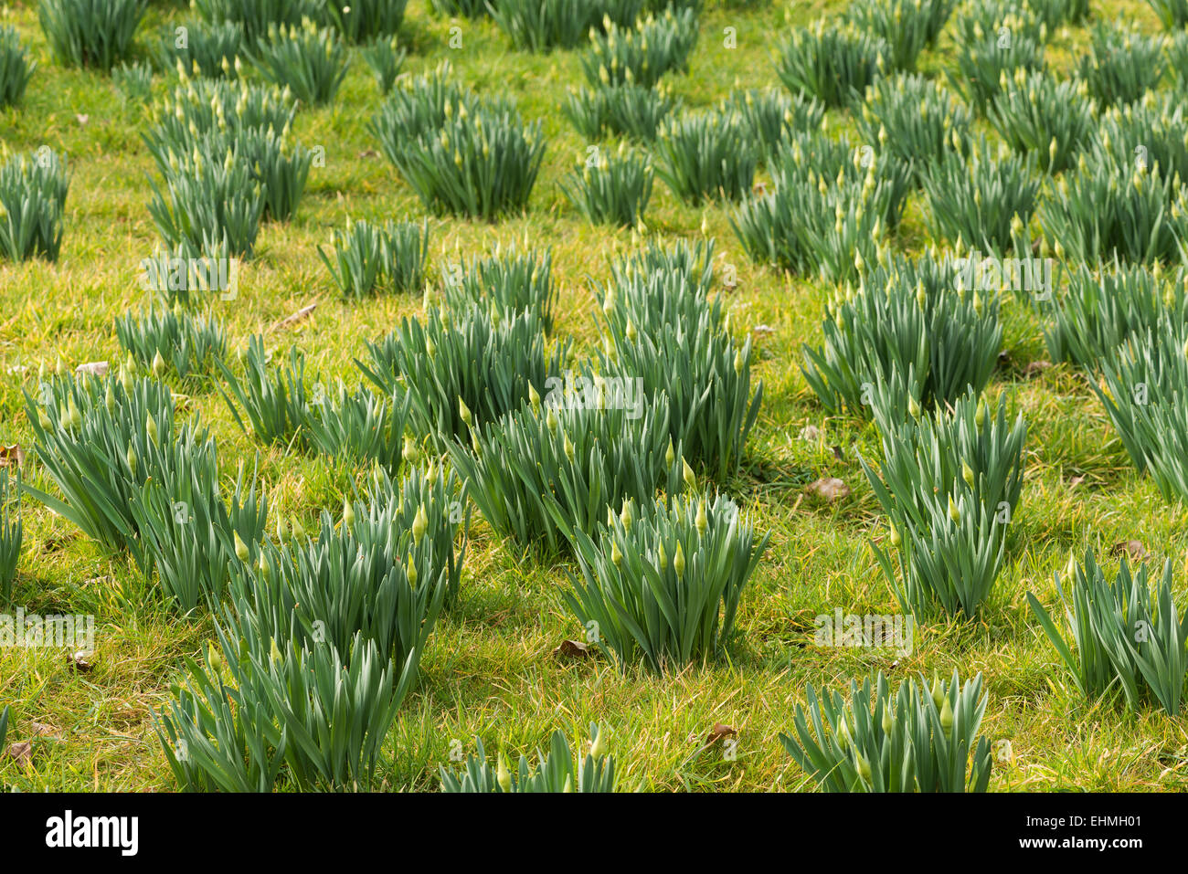 Just waiting for the correct moment masses of closed daffodil flowers ...