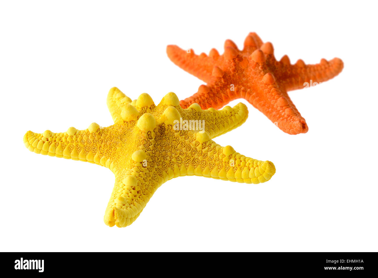Isolated objects: two starfish, orange and yellow, isolated on white ...