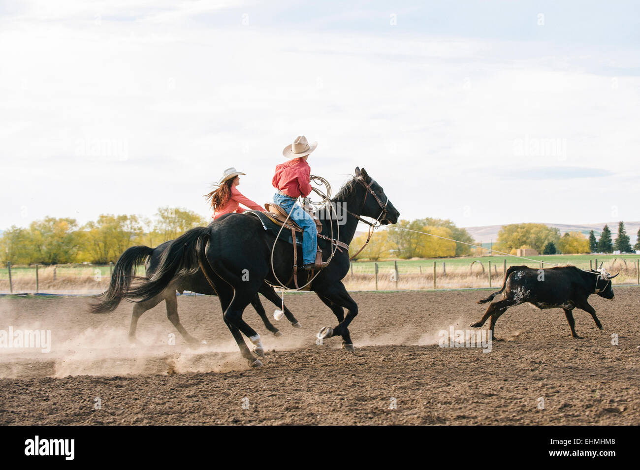 Caucasian herders chasing cattle at rodeo Stock Photo - Alamy