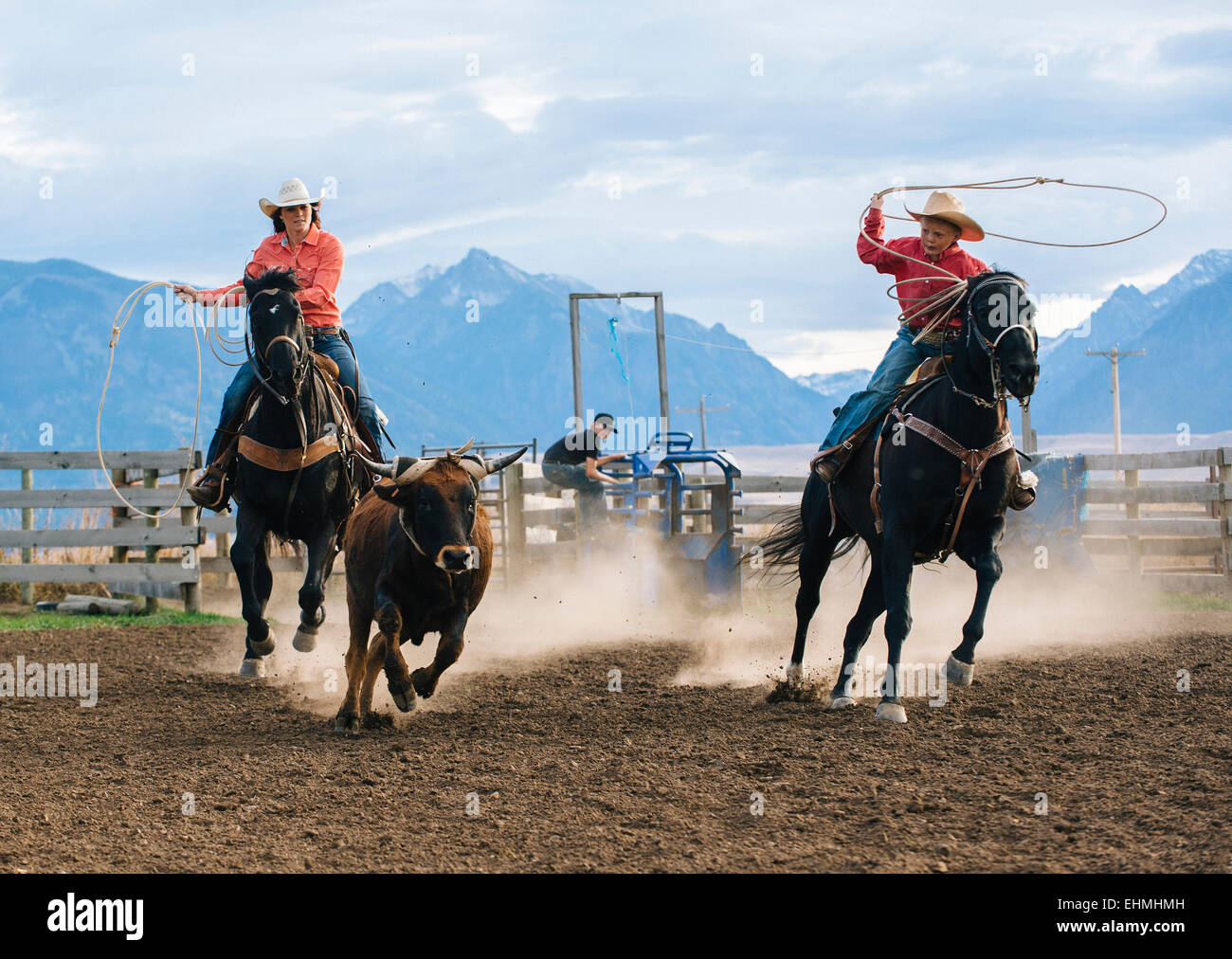 Caucasian mother and son chasing cattle at rodeo Stock Photo - Alamy
