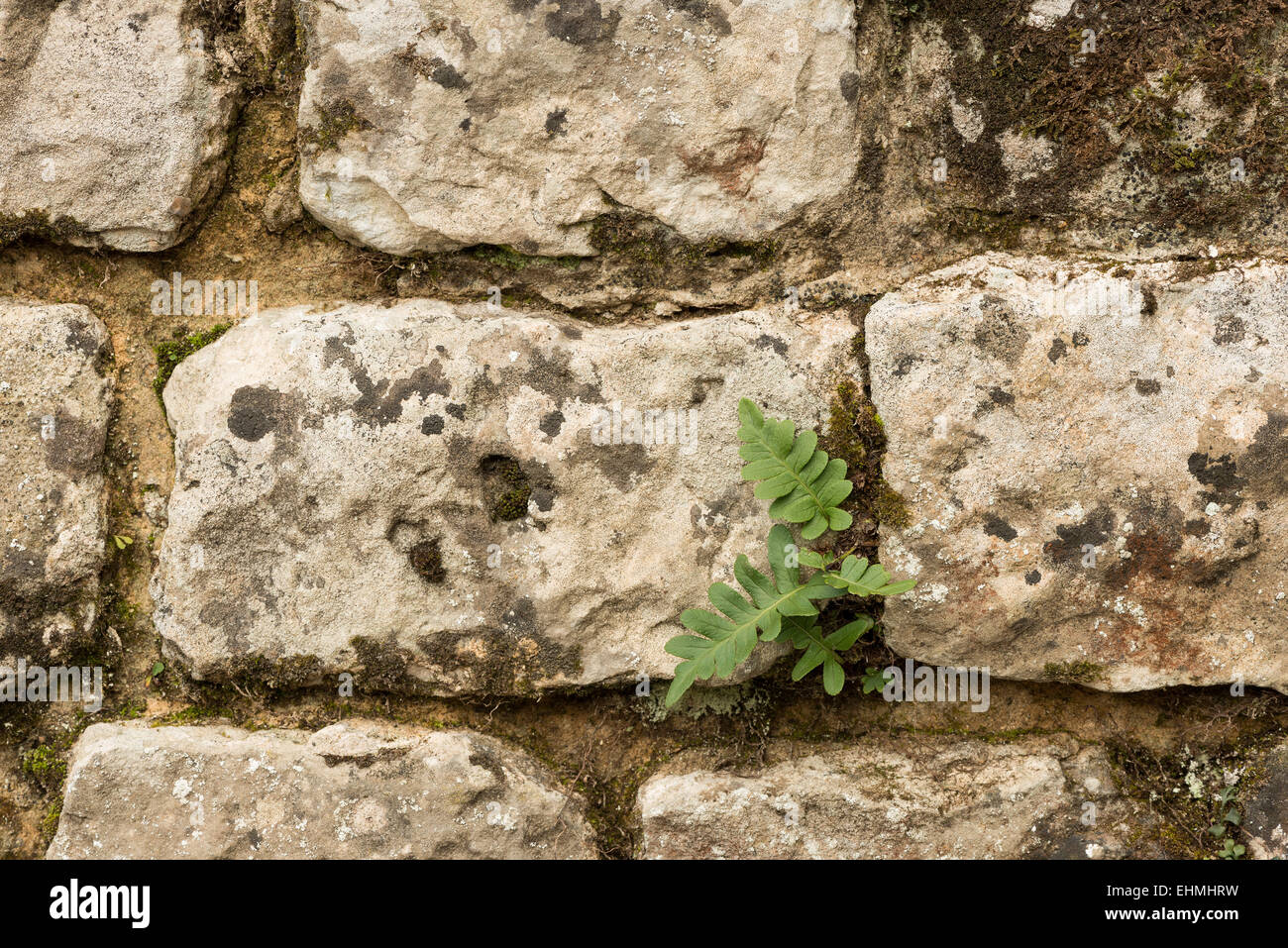 Rustyback ferns starting to spread out growing in a dry stone wall of ...