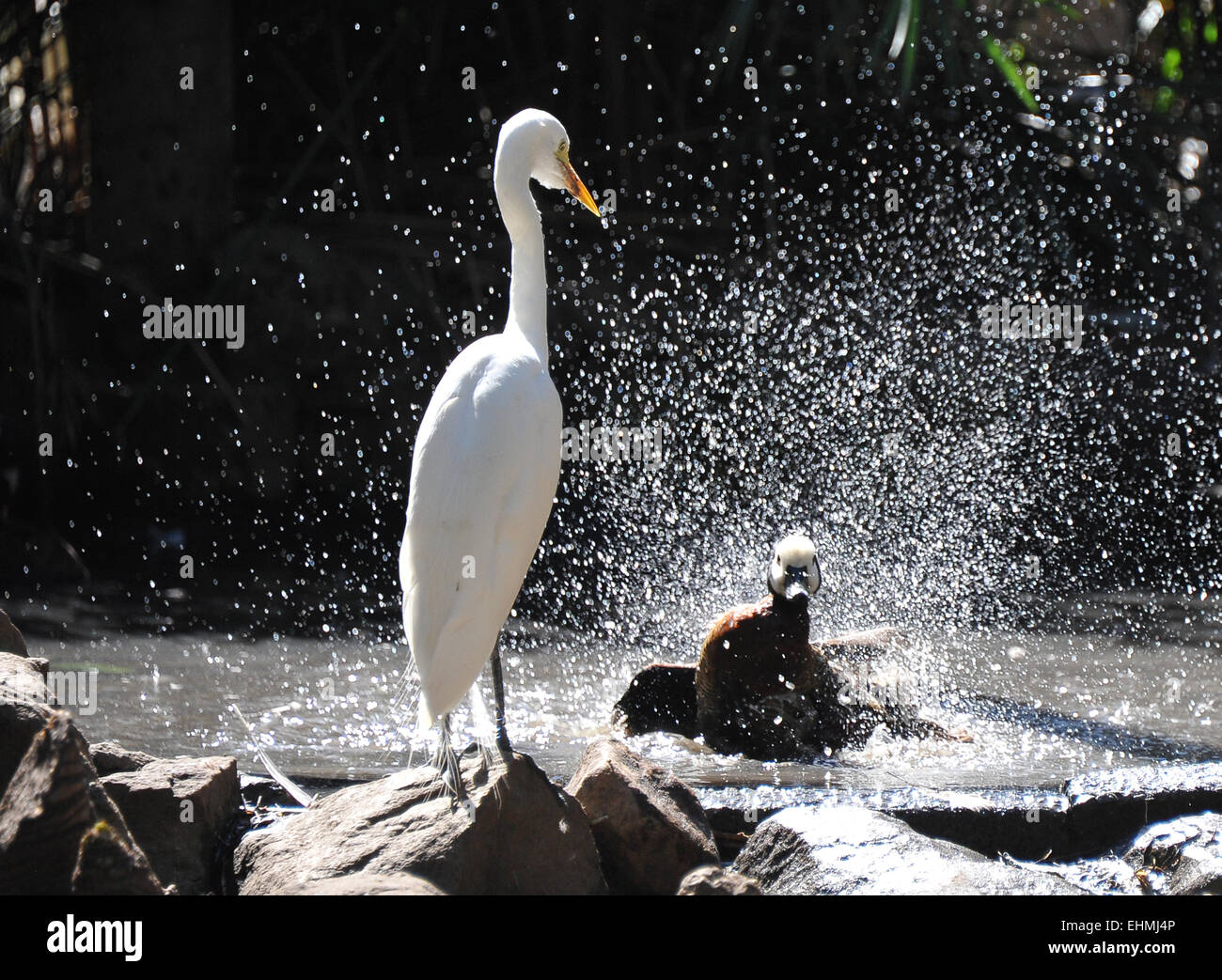 Splash and bath Time Stock Photo - Alamy
