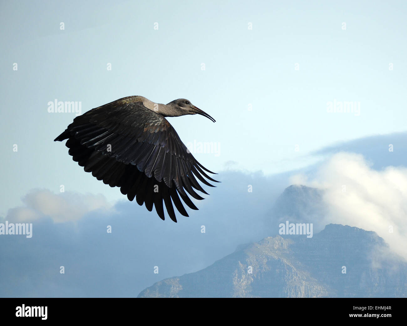 Flight of the Ibis Stock Photo - Alamy