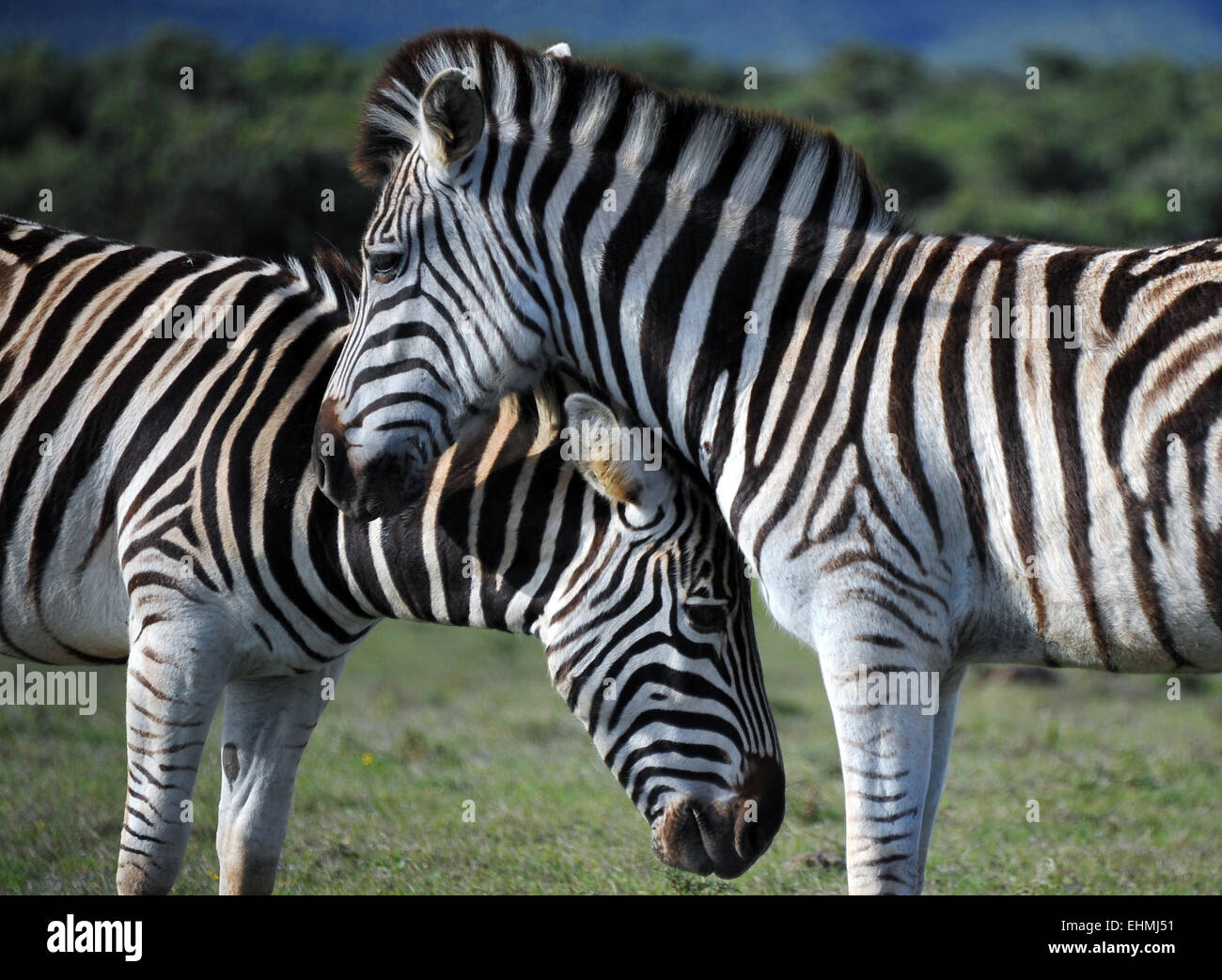 Zebra images of africa hi-res stock photography and images - Alamy