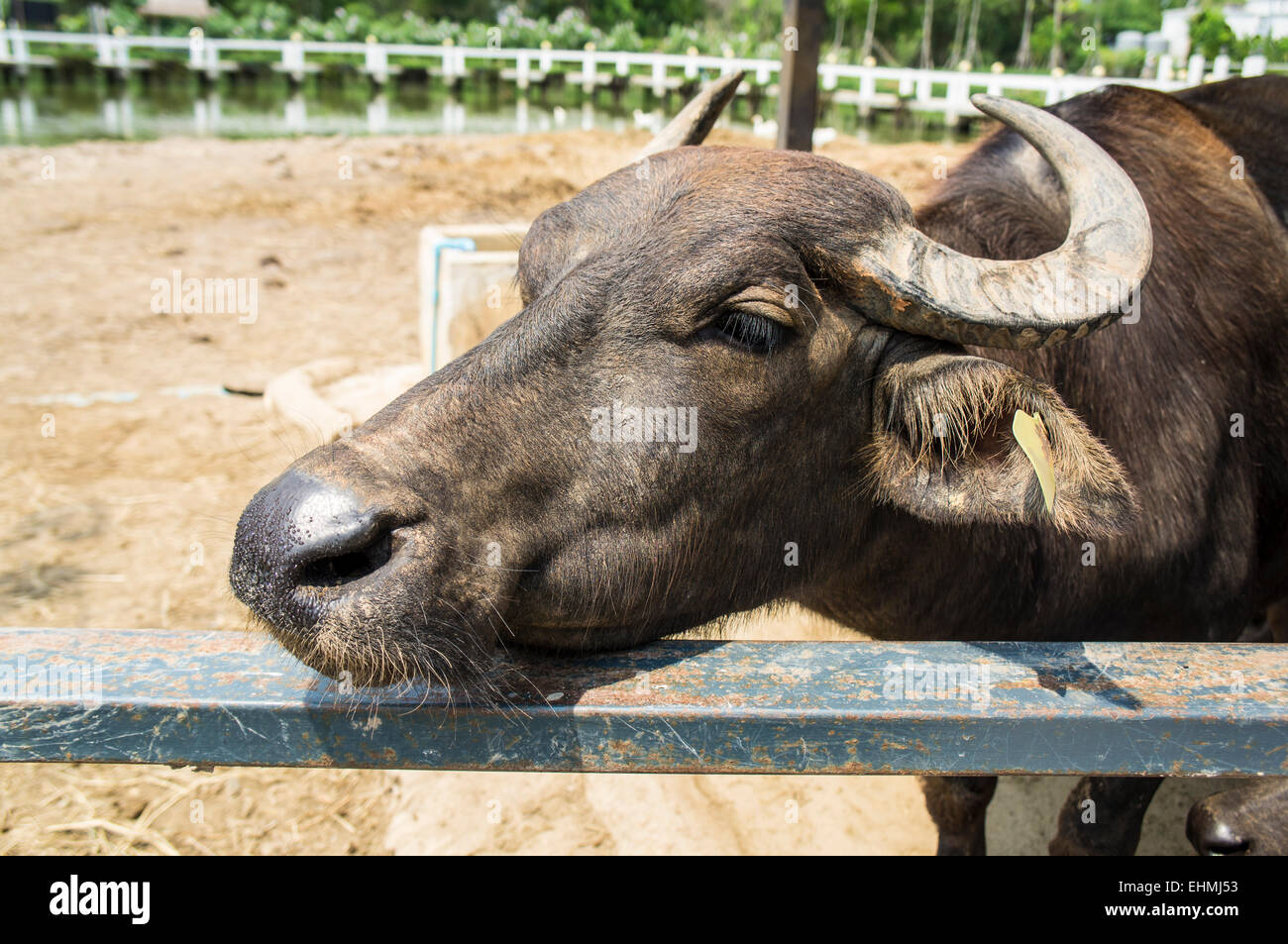 animal farm living feeding fence soil grass ground freedom Stock Photo ...