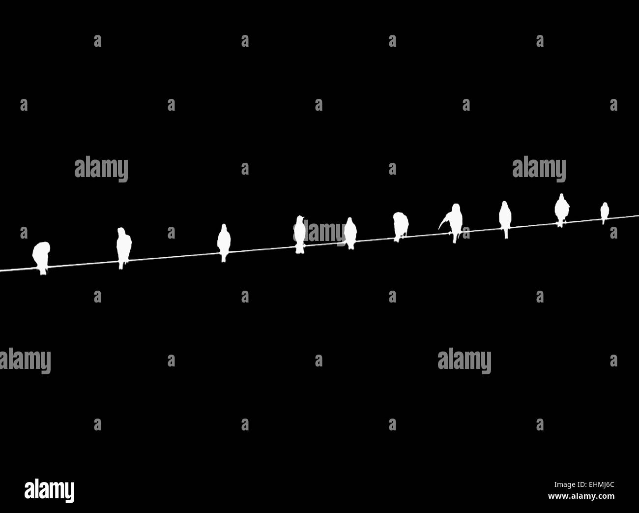 Birds on a Wire Stock Photo - Alamy