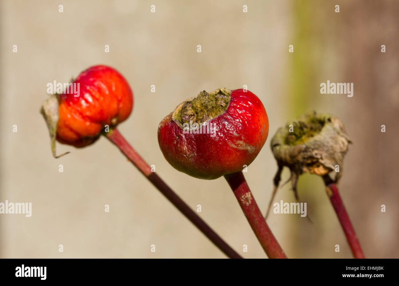 Triple red hi-res stock photography and images - Alamy