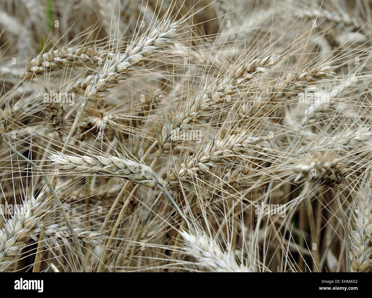 Barley corn hi-res stock photography and images - Alamy