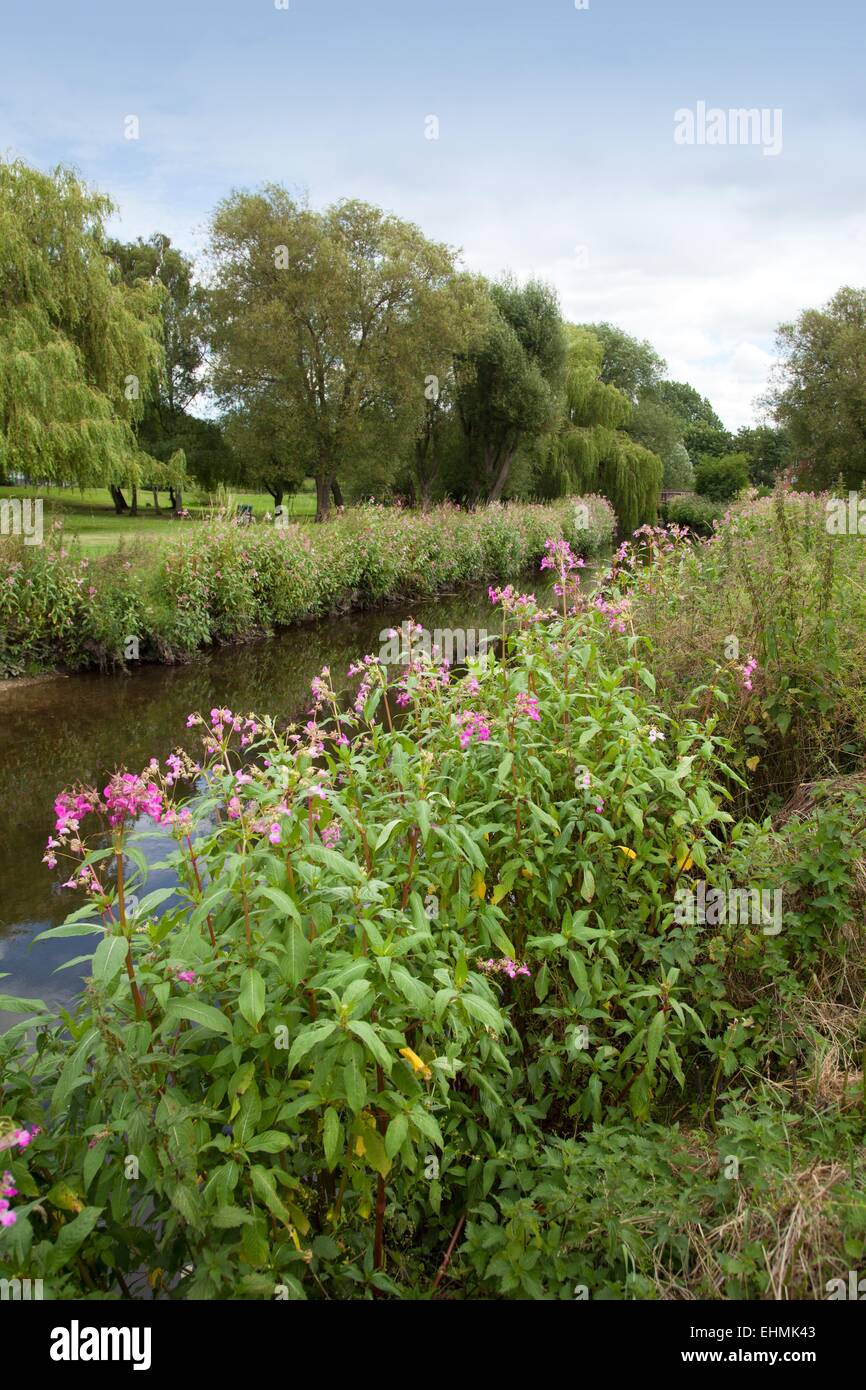 Cole End Park Nature Reserve, Coleshill, West Midlands Stock Photo - Alamy