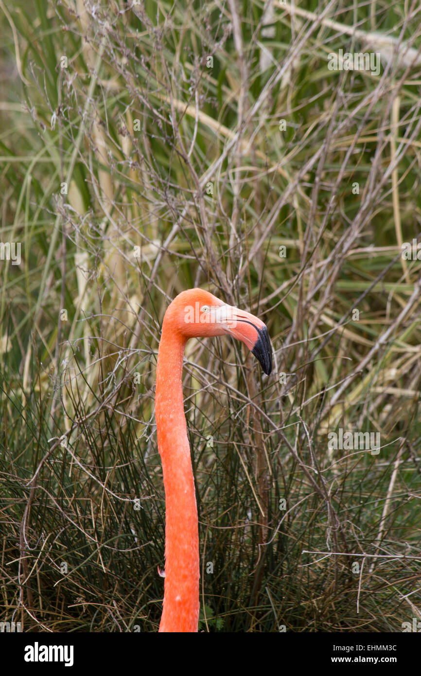 Flamingo portrait with long neck Stock Photo - Alamy