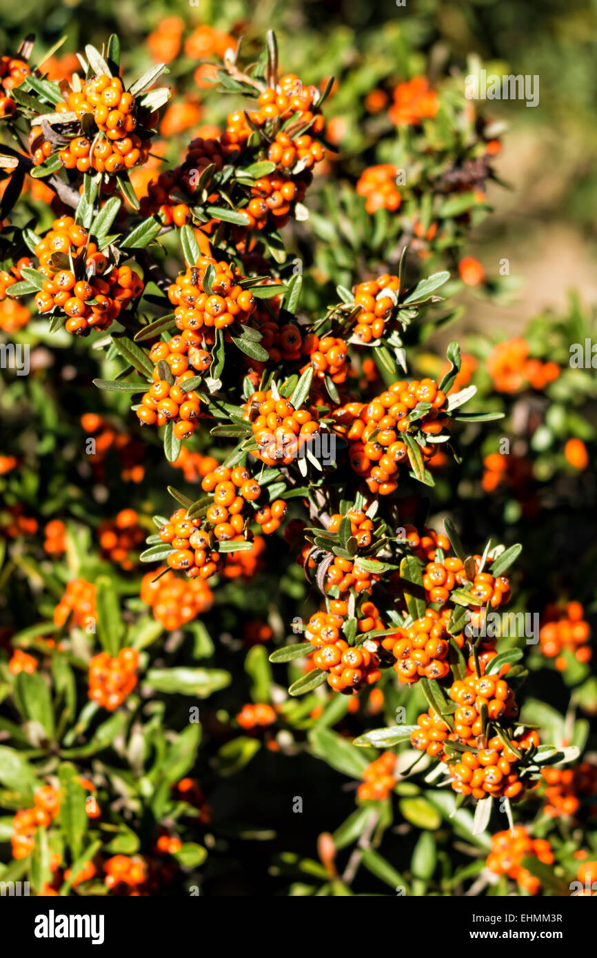 Scarlet firethorn ornamental plant Stock Photo - Alamy