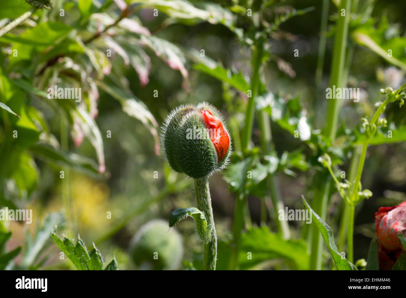 Poppy - just starting to bloom Stock Photo - Alamy