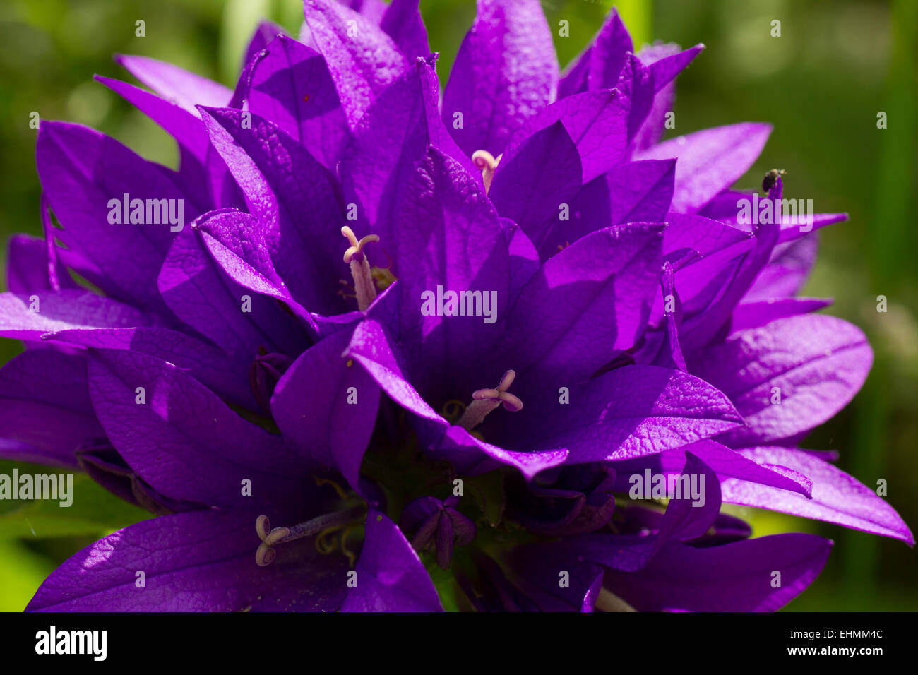 Iris virginica flowers hi-res stock photography and images - Alamy