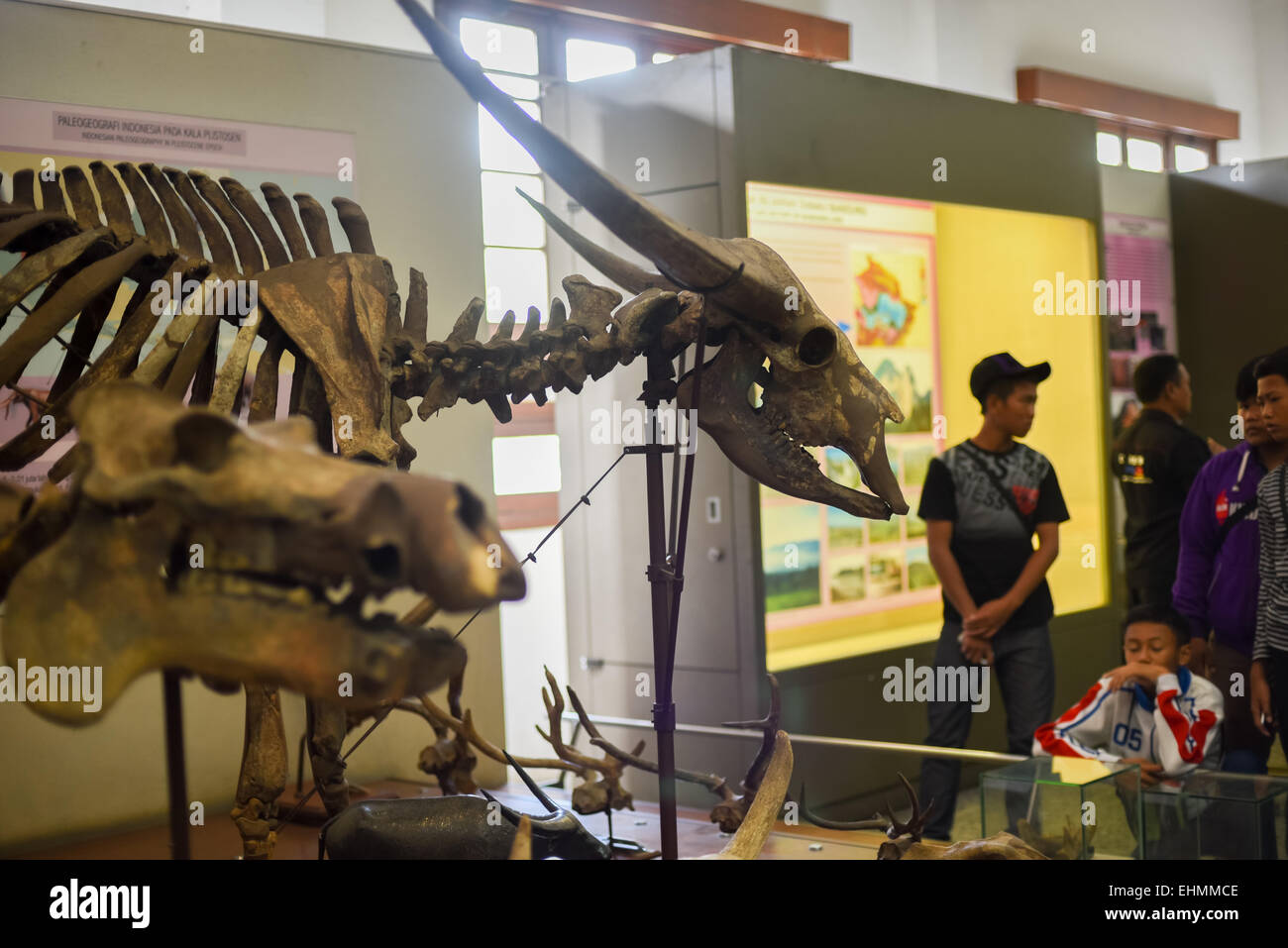 Skeleton of ancient water buffalo (Bubalus palaeokerabau) is ...