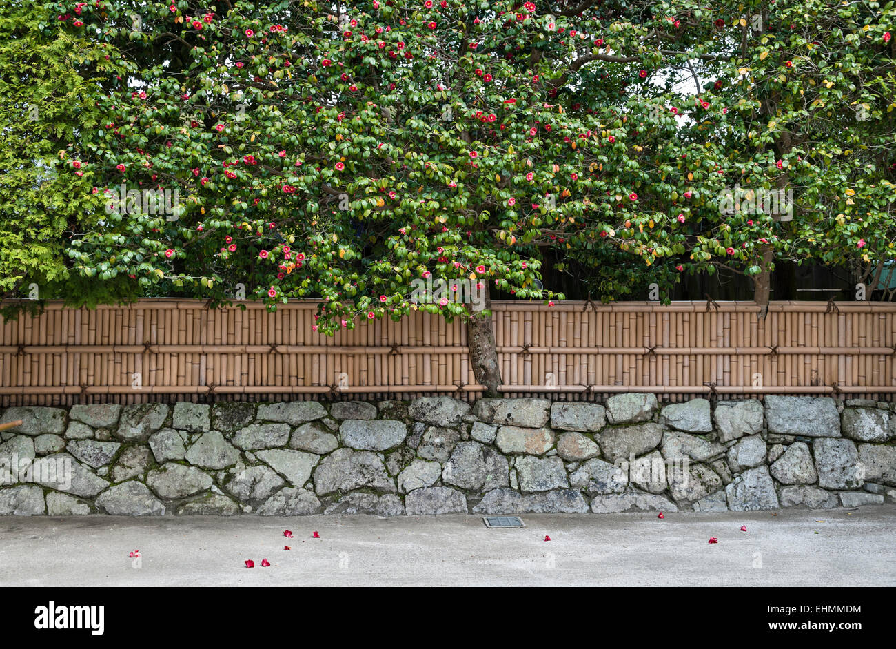 . A flowering camellia hedge and bamboo fence at the entrance to ...