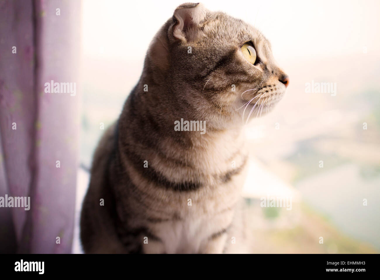 Curious cat sitting inside hi-res stock photography and images - Alamy