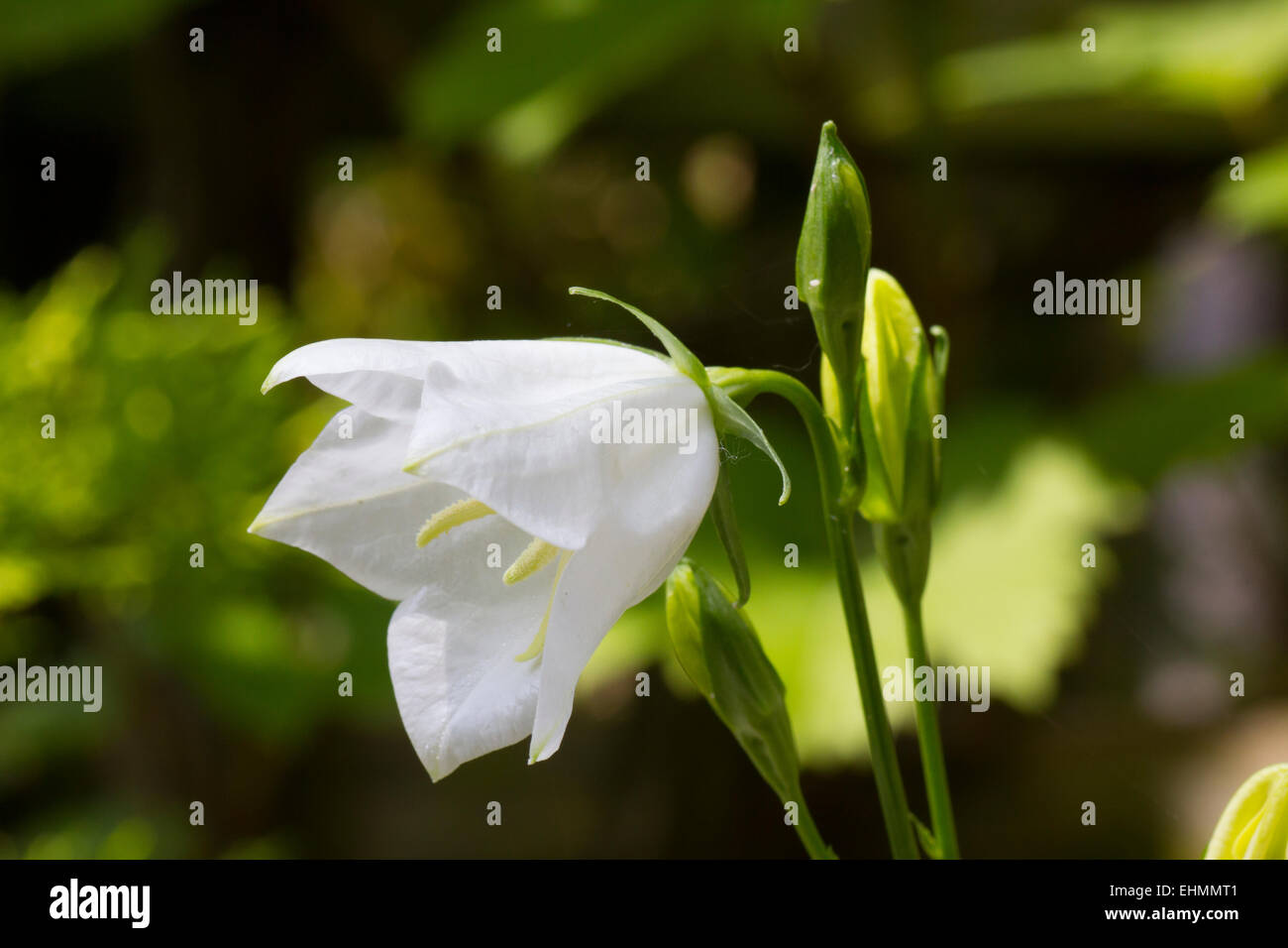 Single white bell shaped wildflower Stock Photo - Alamy