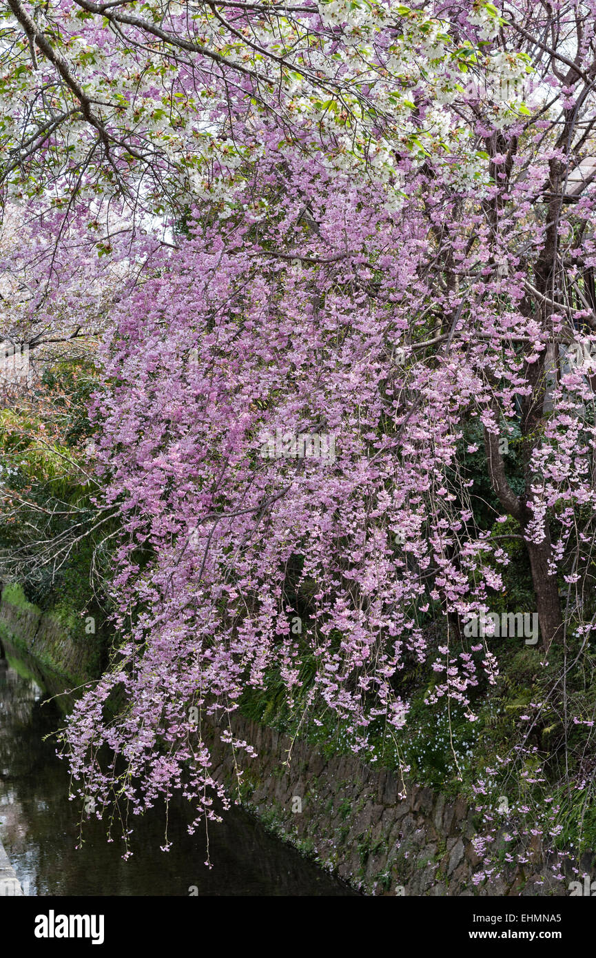 Weeping cherry blossom or sakura (prunus pendula) along the popular ...