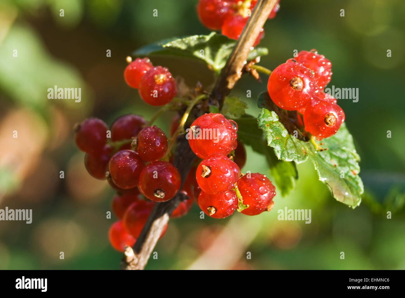 Wet currant hi-res stock photography and images - Alamy