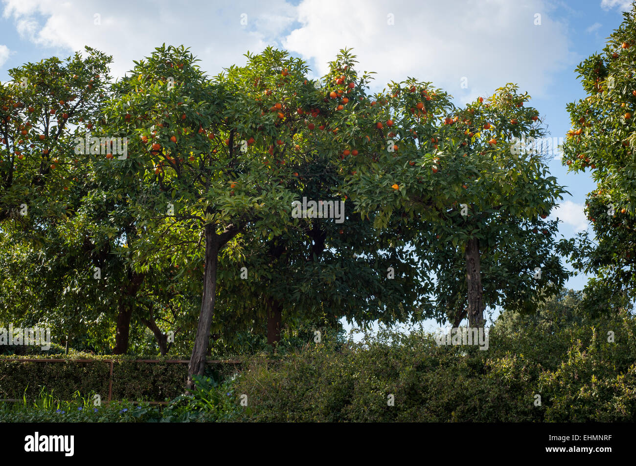 Orange Trees Fruit Stock Photos & Orange Trees Fruit Stock Images - Alamy