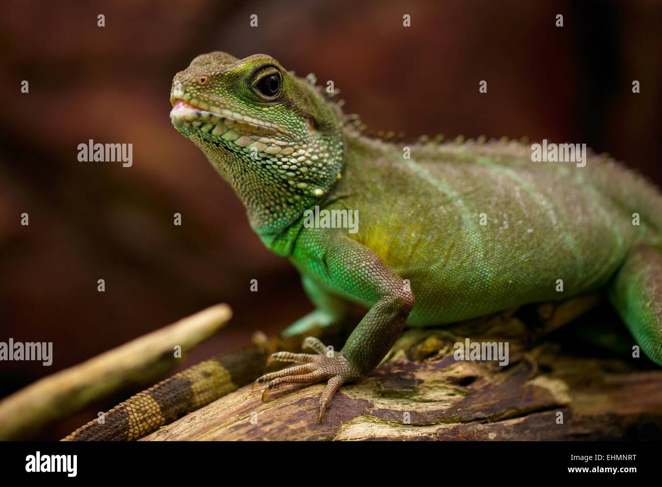 Leguan lizard hi-res stock photography and images - Alamy