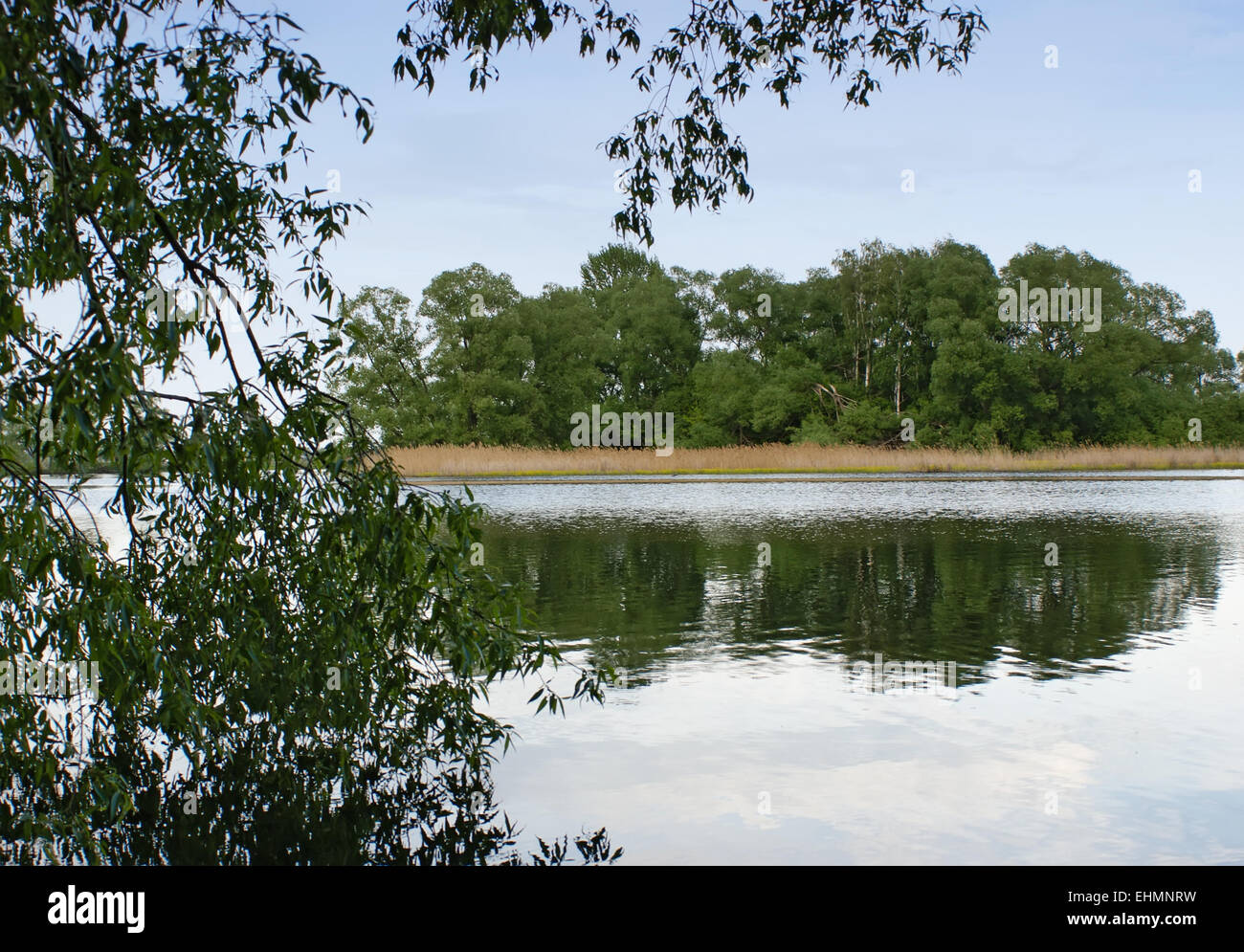 quiet lake landscape with trees on the shore Stock Photo - Alamy