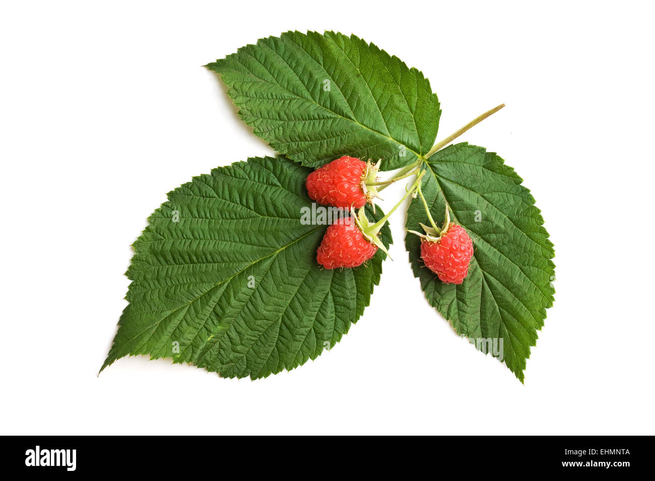strawberries with leaves isolated on white Stock Photo - Alamy