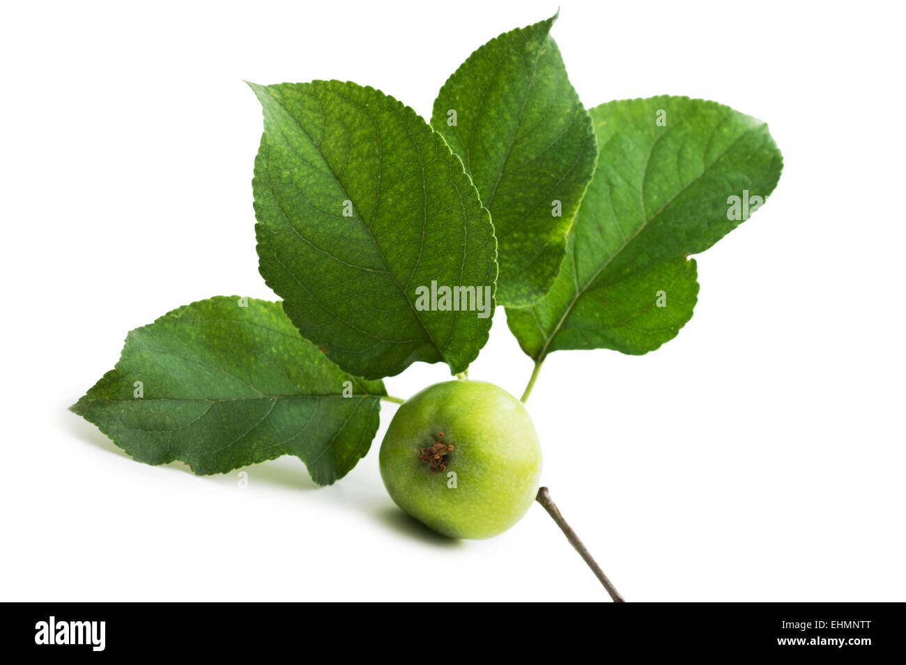 apple and leaf isolated on white Stock Photo - Alamy