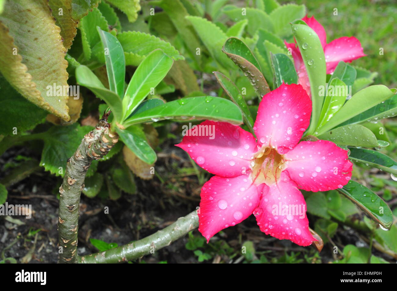 red adenium blossoms Stock Photo - Alamy