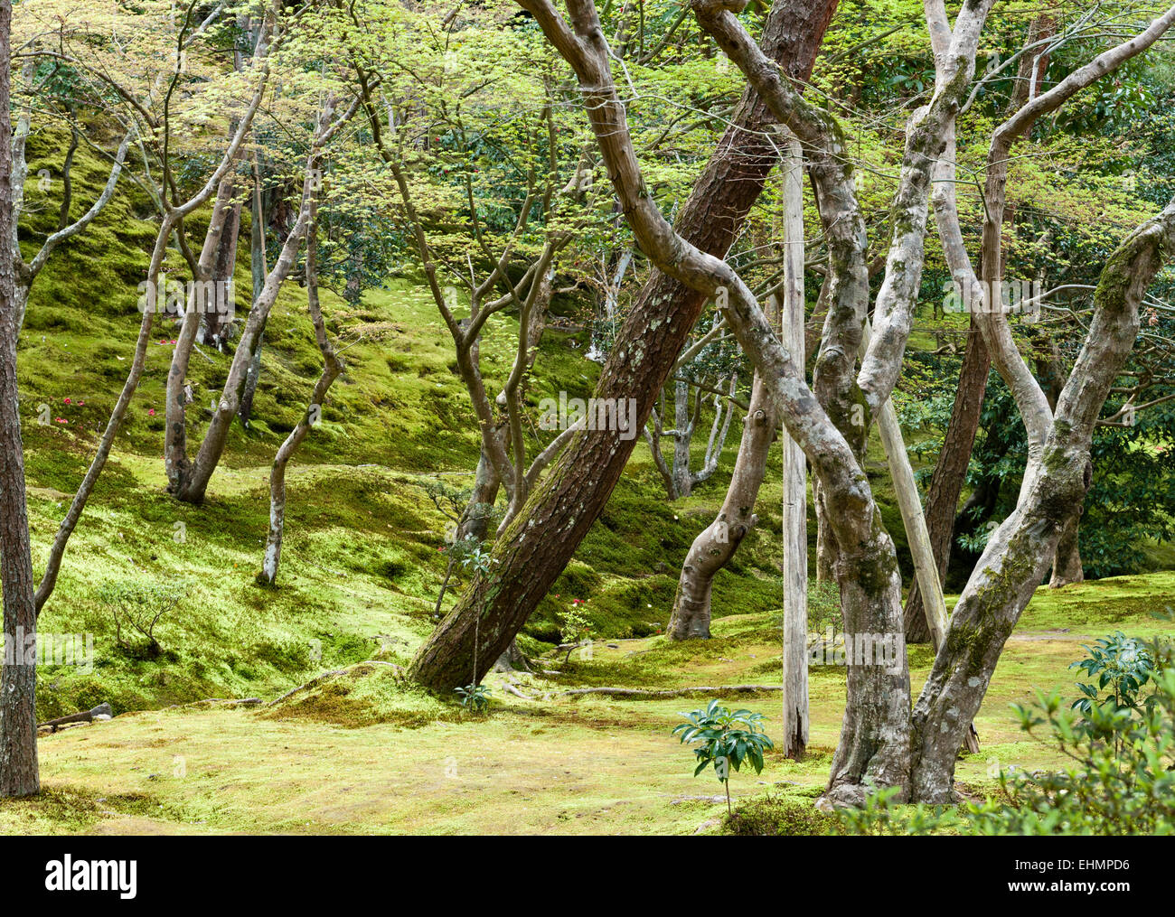 Ginkaku-ji zen temple, Kyoto, Japan, also known as Jisho-ji or the ...