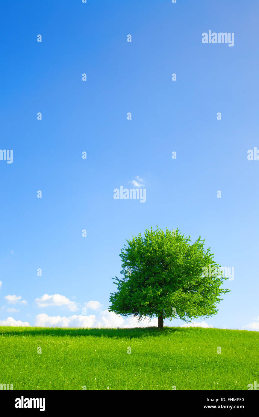 Tree at grass hi-res stock photography and images - Alamy