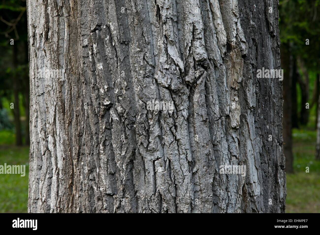 Wide trunk hi-res stock photography and images - Alamy