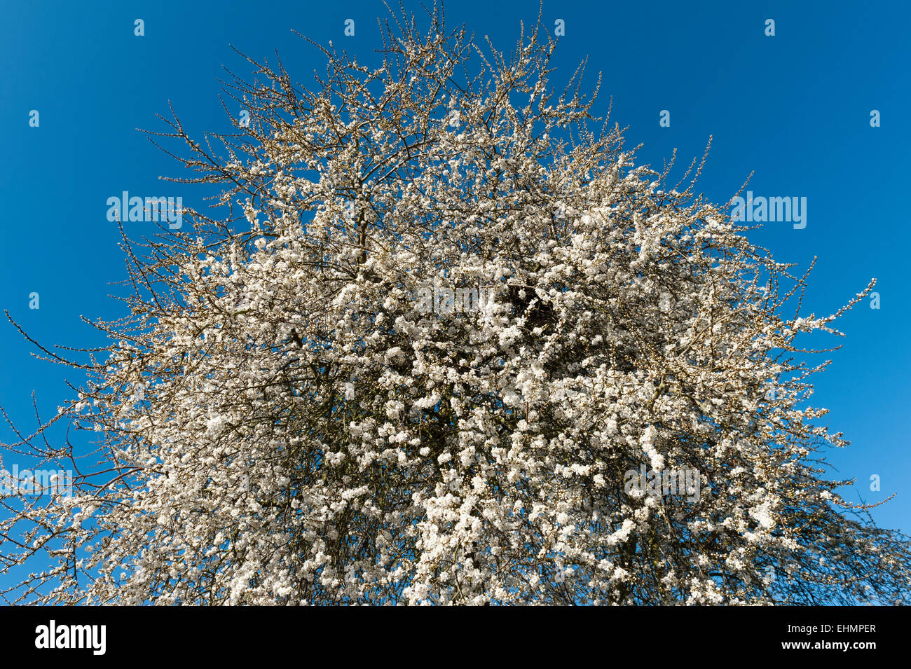 A wild cherry tree (prunus avium, bird cherry or gean) in full bloom in ...