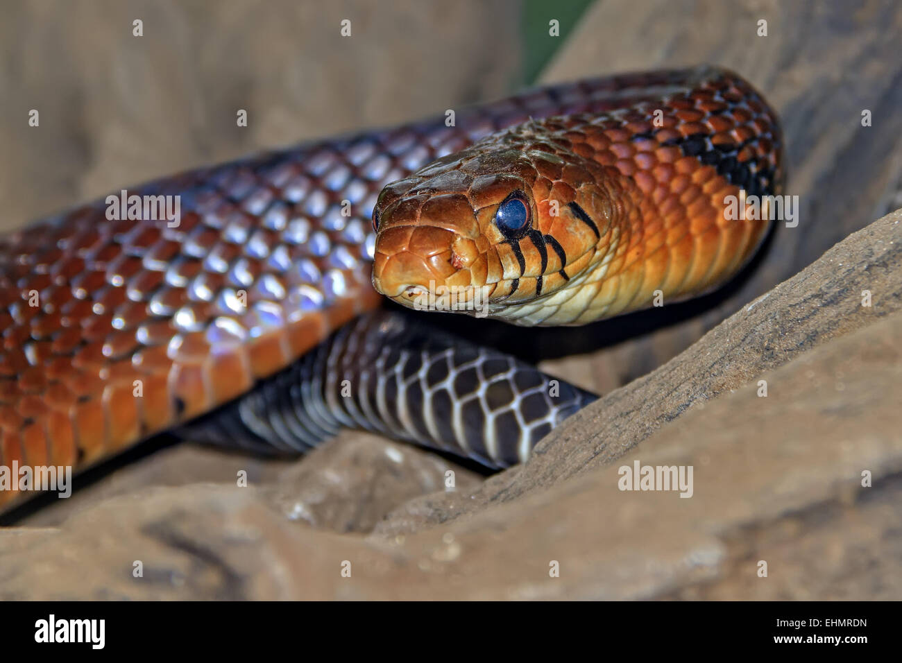 Mussurana snake hi-res stock photography and images - Alamy