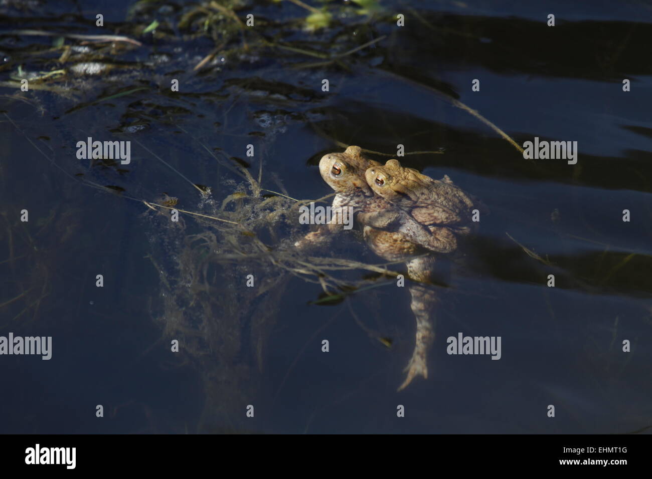 pair of common toads Stock Photo - Alamy