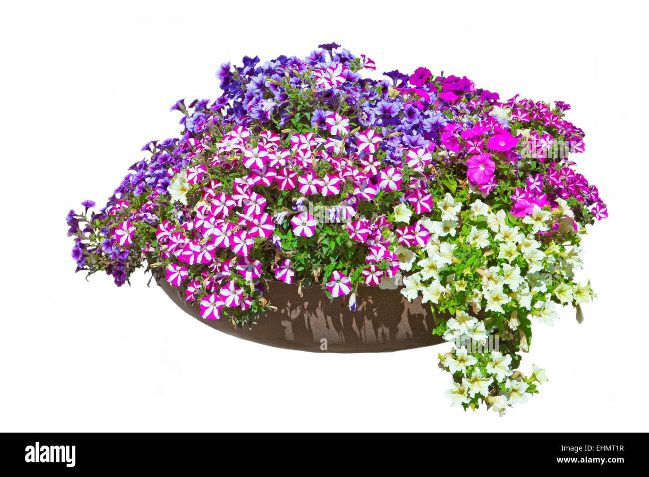 Beautiful white flower petunia Cut Out Stock Images & Pictures - Alamy