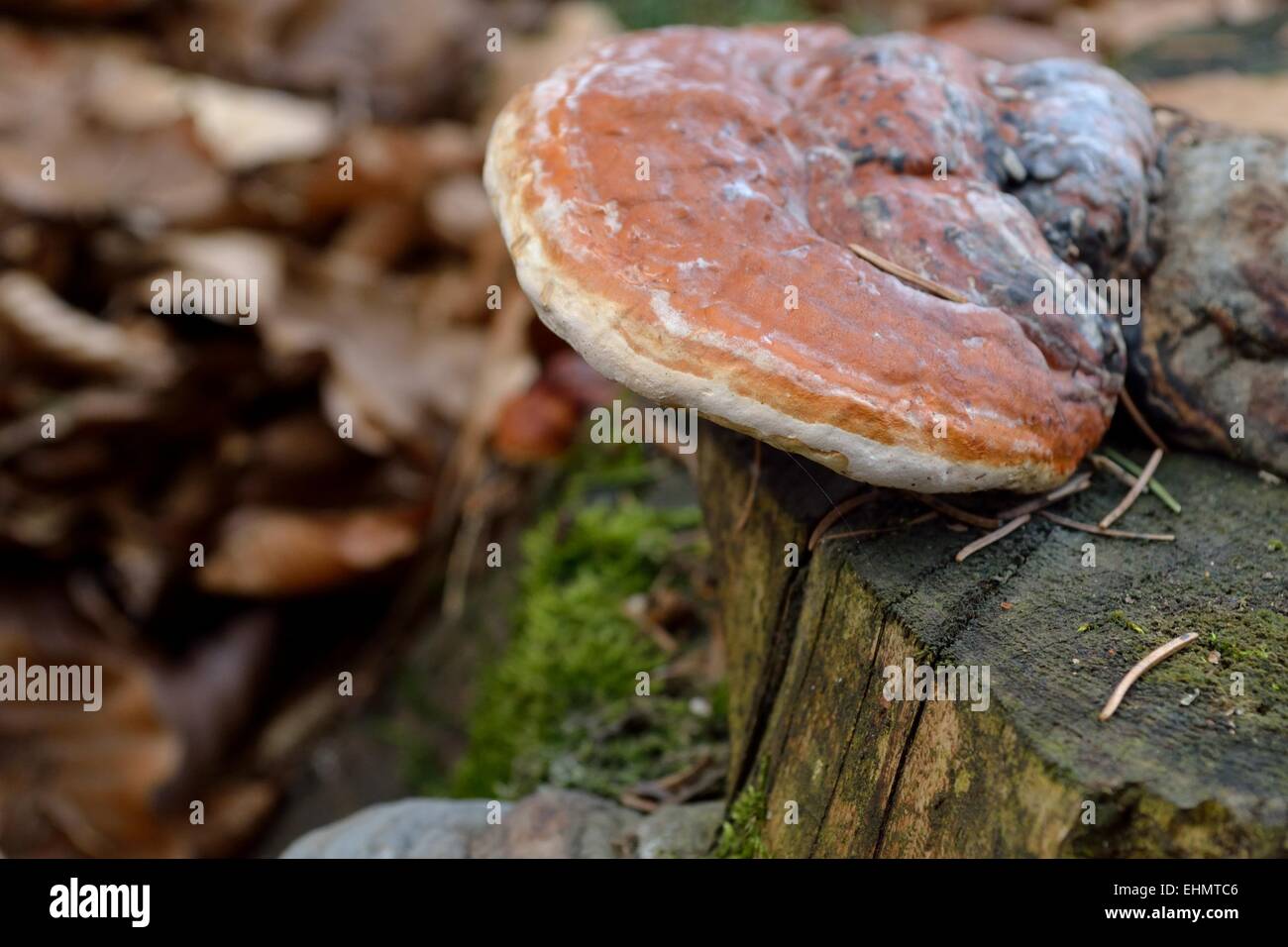 Dottle mushroom hi-res stock photography and images - Alamy