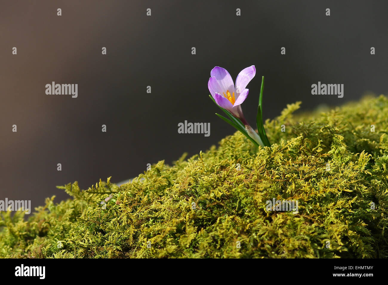 Crocus growing through moss Stock Photo - Alamy
