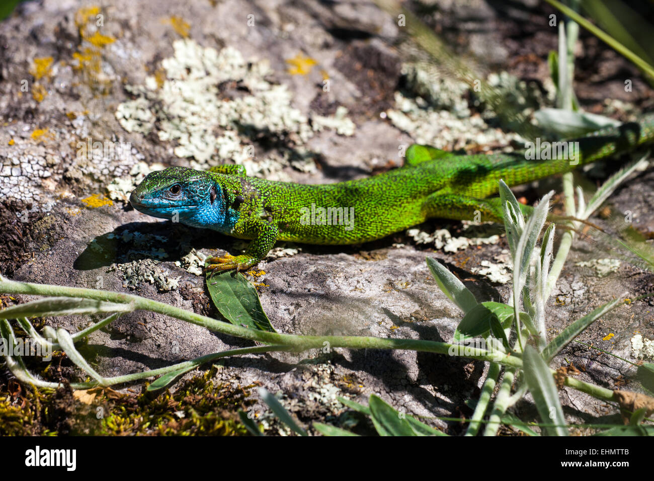 European green lizard hi-res stock photography and images - Alamy