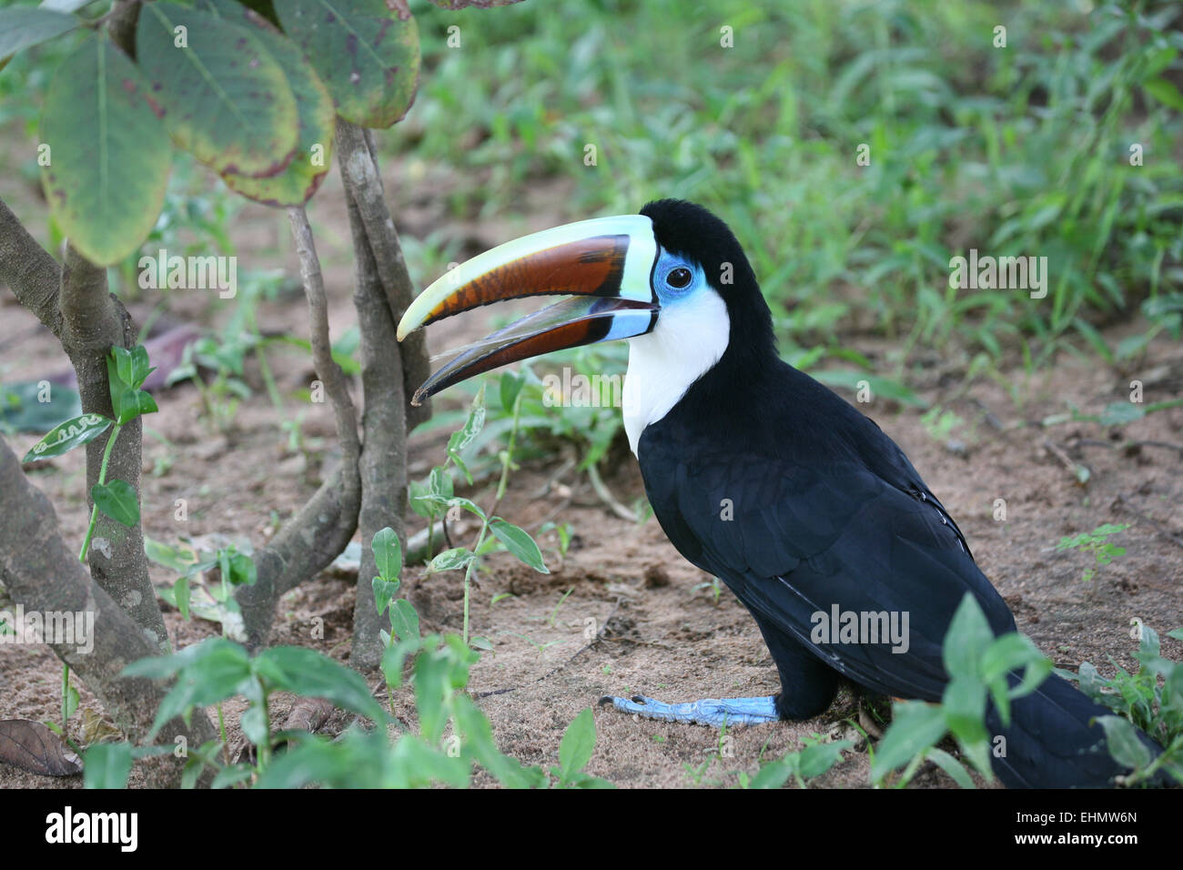 Tukan regenwald hi-res stock photography and images - Alamy