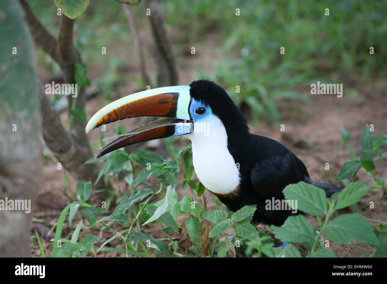 Toucans of venezuela hi-res stock photography and images - Alamy