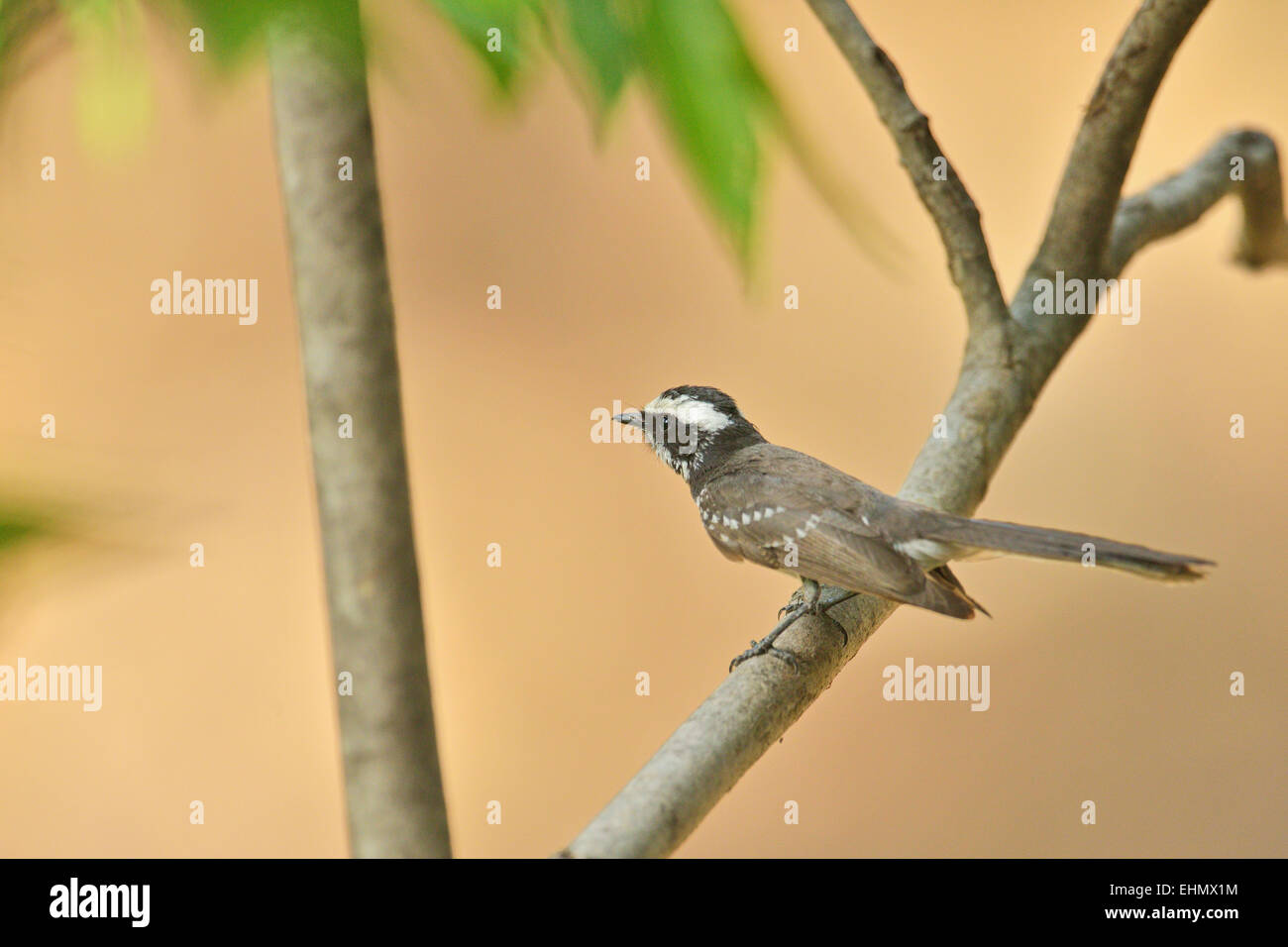 White-browed fantail (Rhipidura aureola) sitting on the branch of a ...