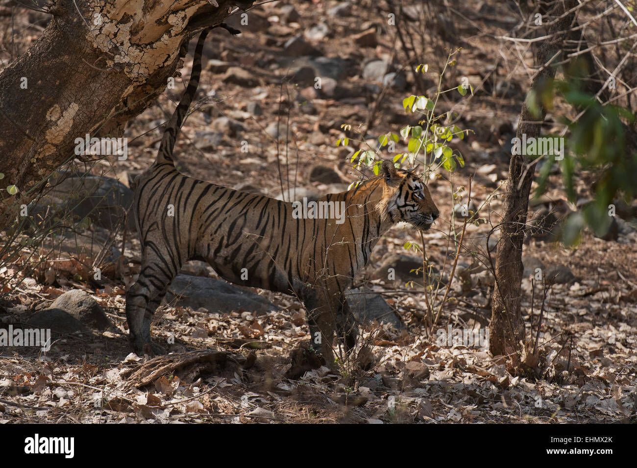 Wild Tiger marking territory by spraying urine on a tree in the dry ...