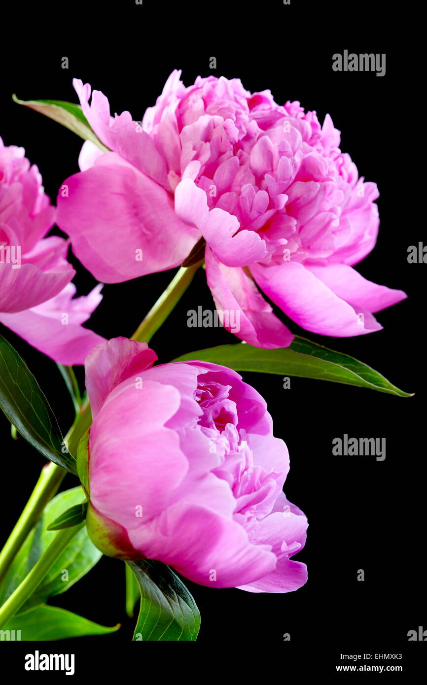 Peonies High Resolution Stock Photography and Images - Alamy