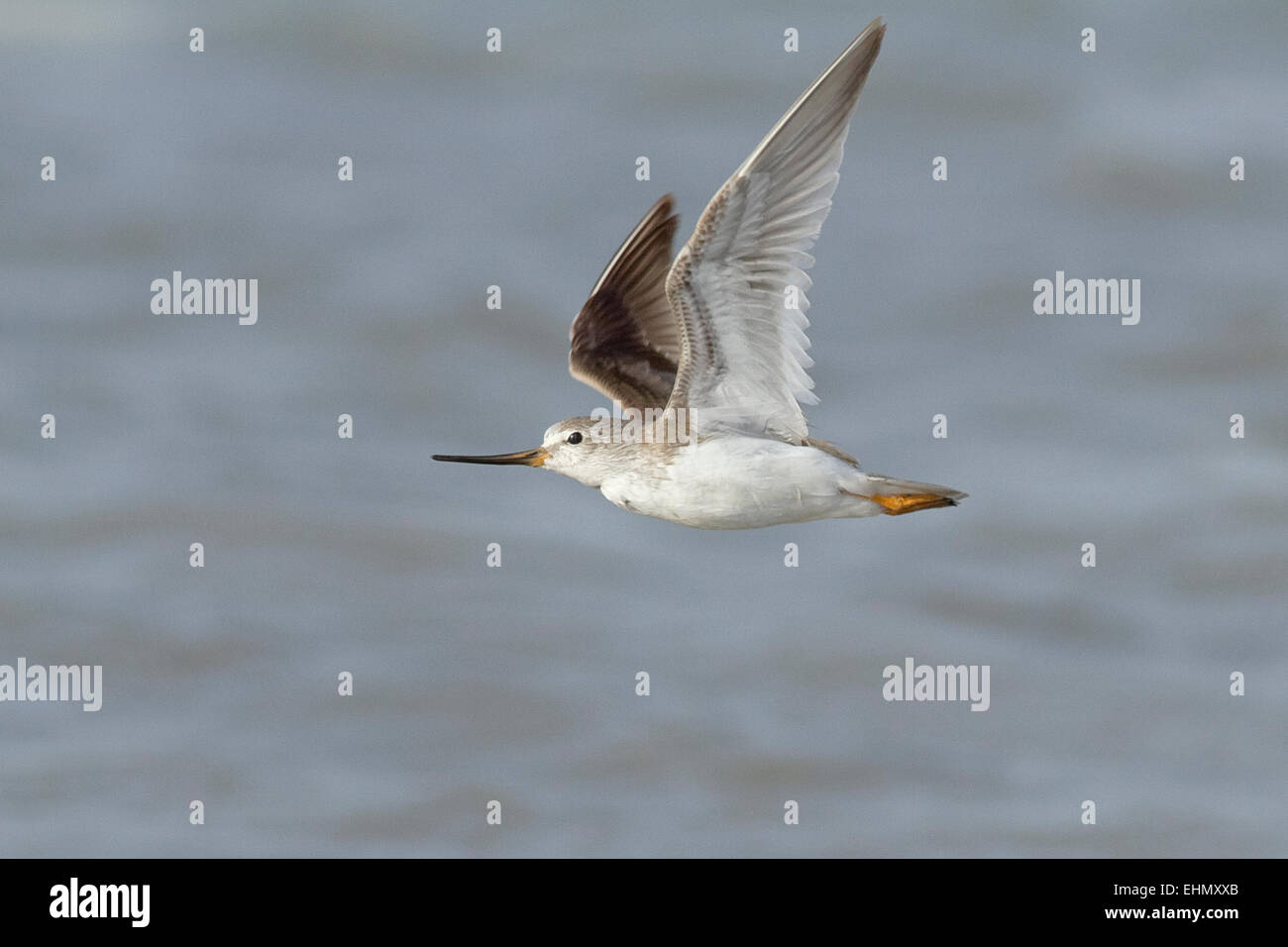 Terek Sandpiper (Xenus cinereus) in flight Stock Photo - Alamy