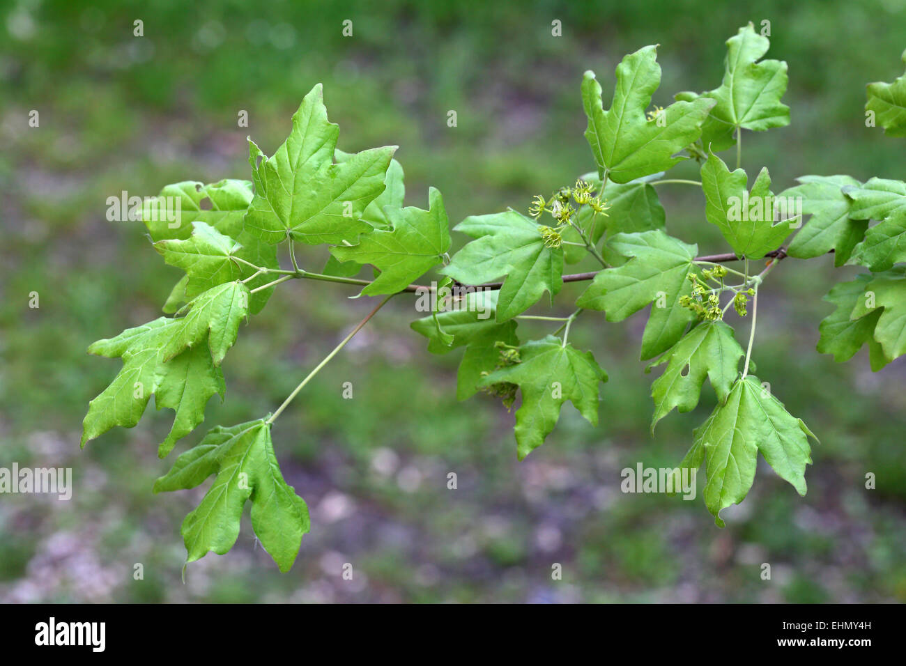 Acer campestre, Field maple Stock Photo - Alamy