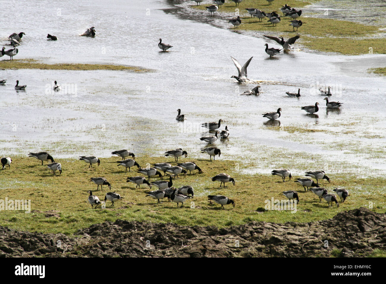 Barnacle geese hi-res stock photography and images - Alamy
