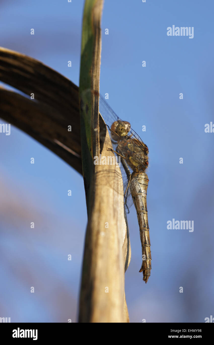 Dragon-fly at the reed stalk Stock Photo - Alamy