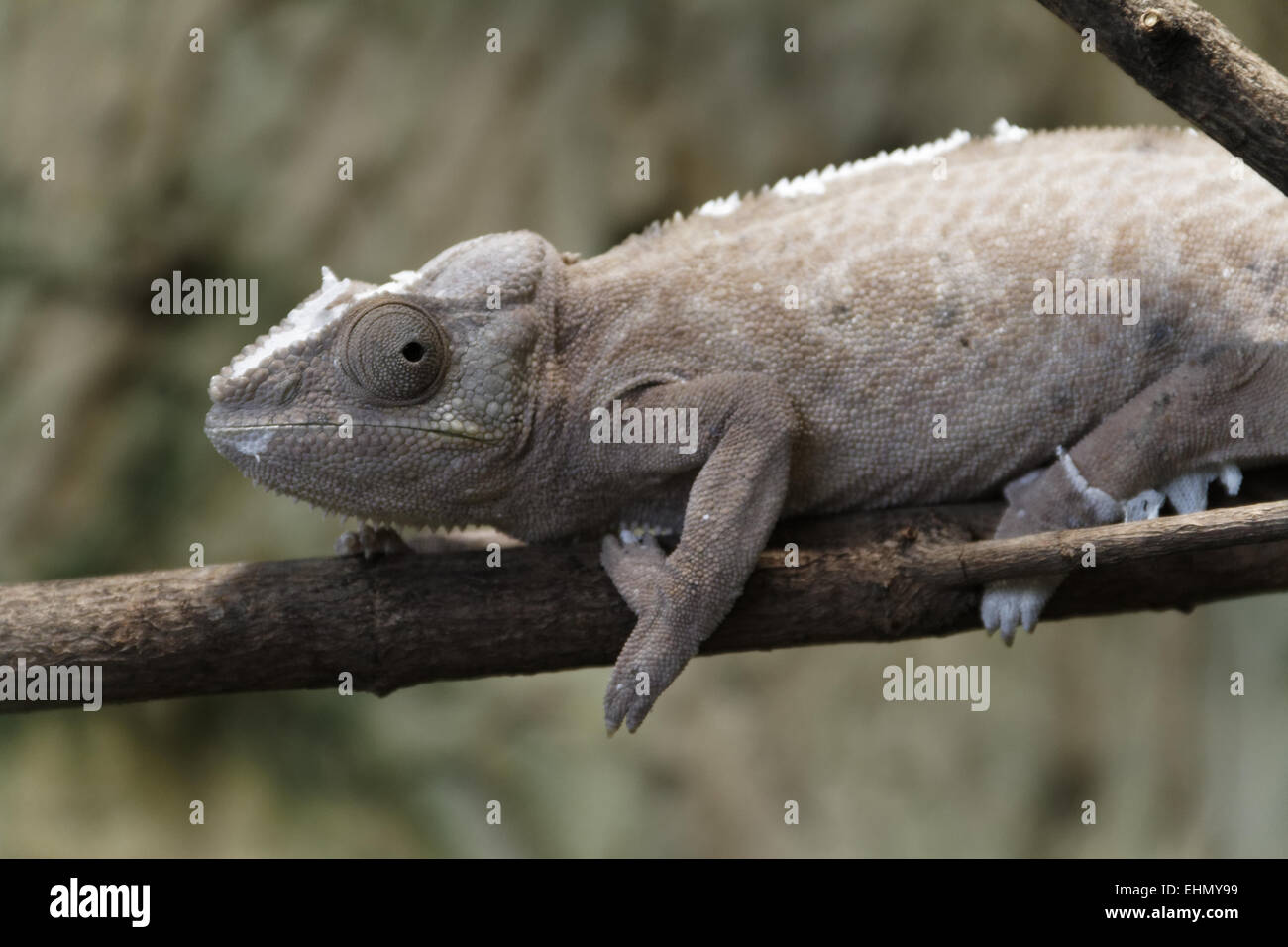 Chameleon chamaleon hi-res stock photography and images - Alamy